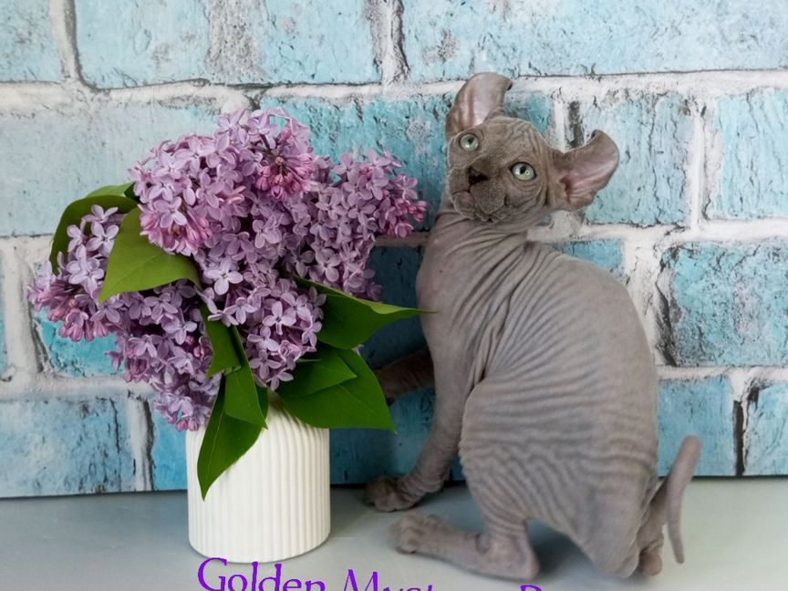 Сфинкс Эльф