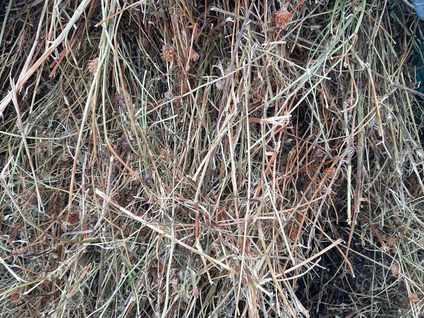 Сено в тюках люцерна и клевер