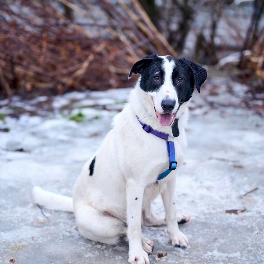 Собака в добрые руки из приюта