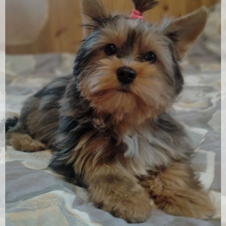 Бивер-йоркширский терьер, щенок