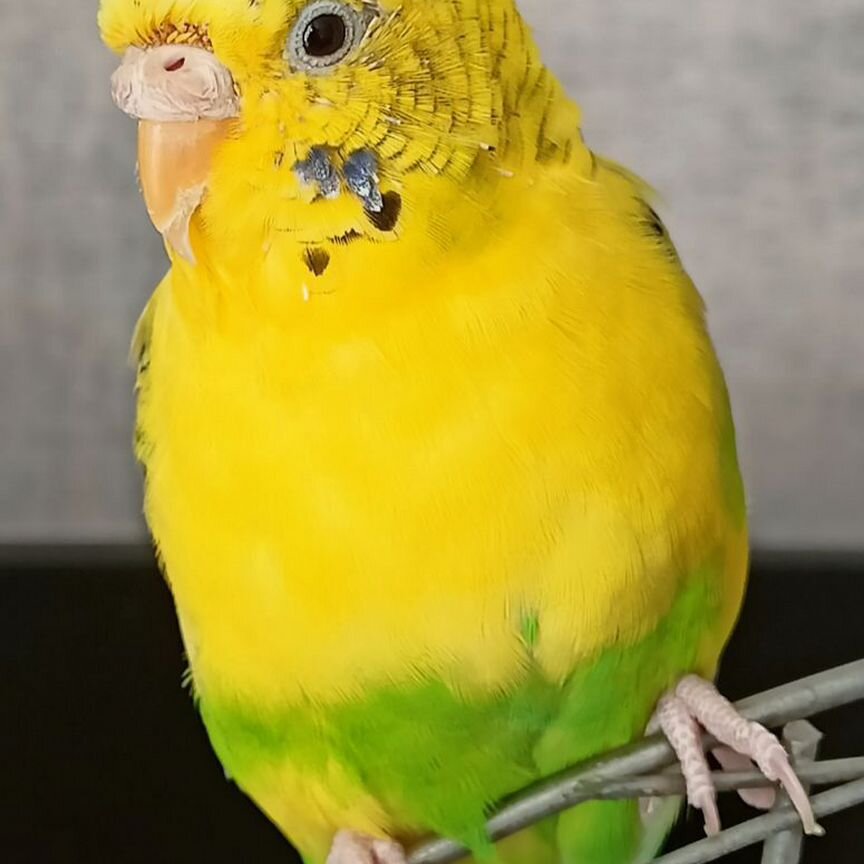 Волнистый попугай самка