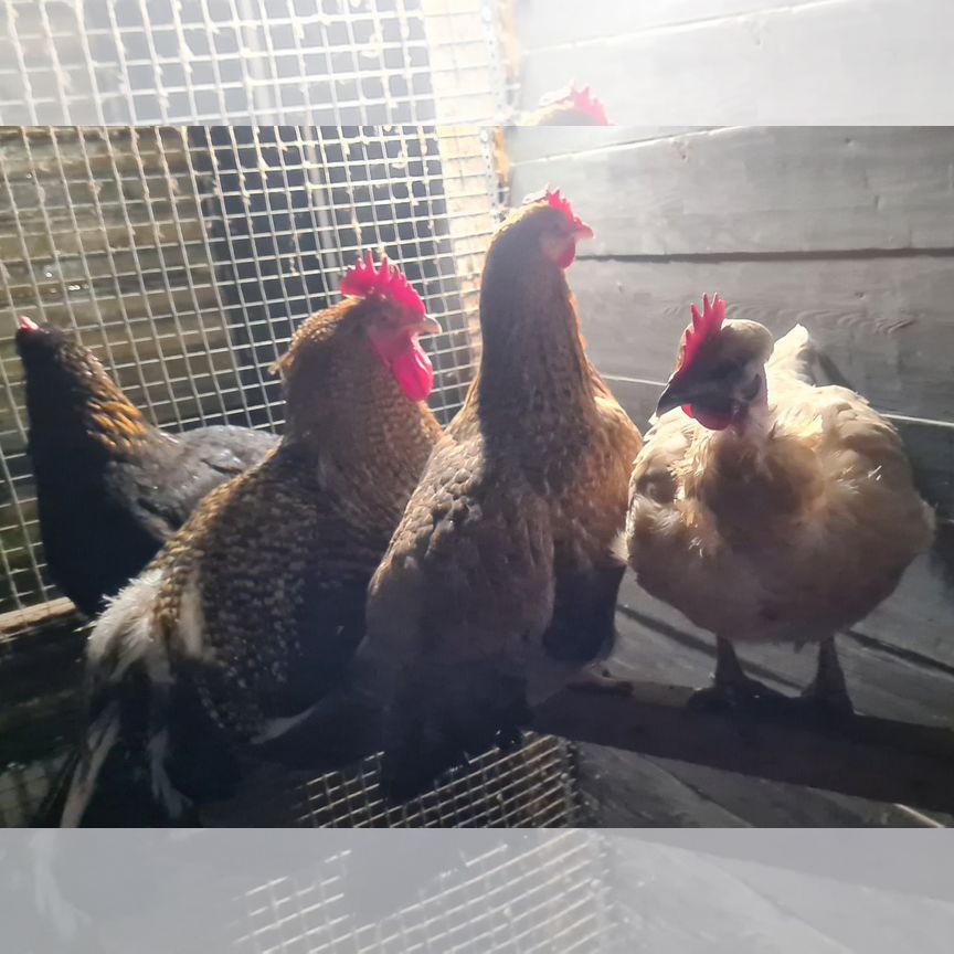 Куры старки