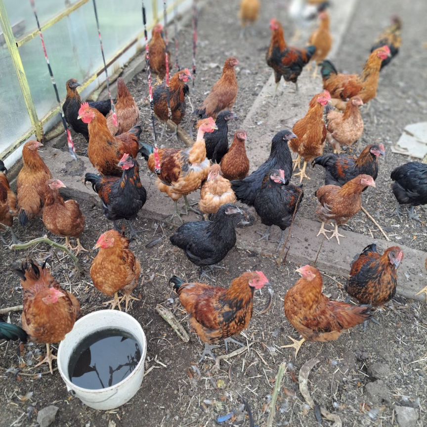 Куры молодки несушки