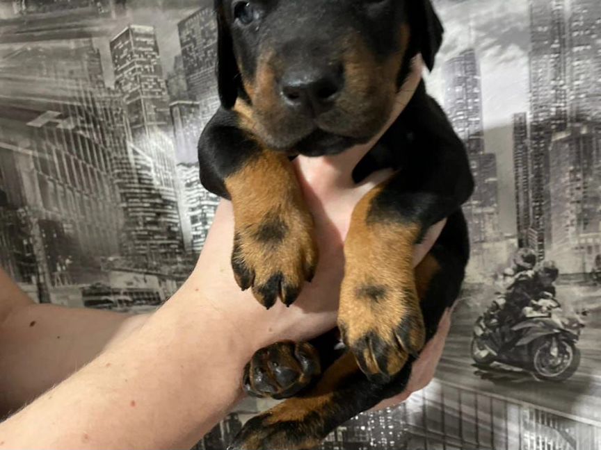 Элитные щенки Добермана С Документами РКФ