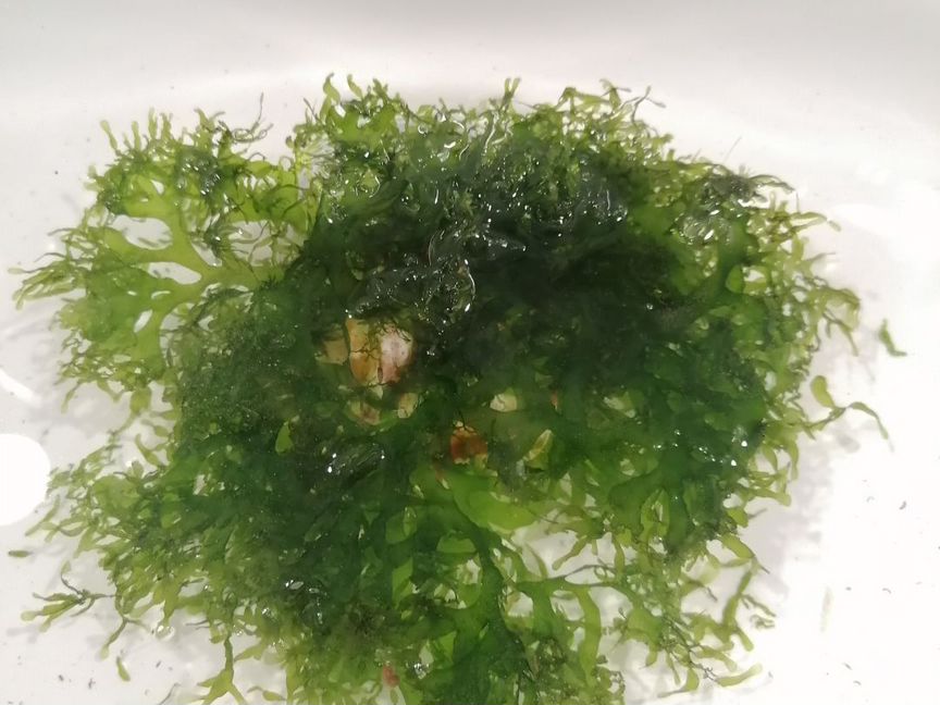 Аквариумные растения