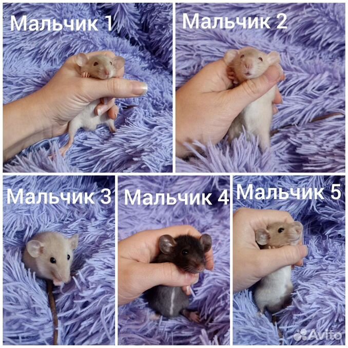 Декоративные крысята