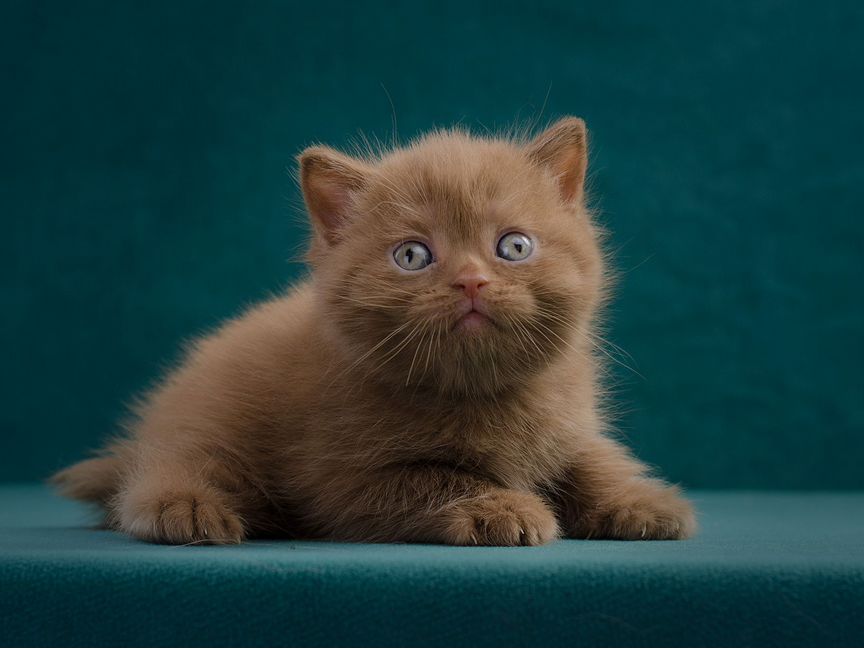 Британская