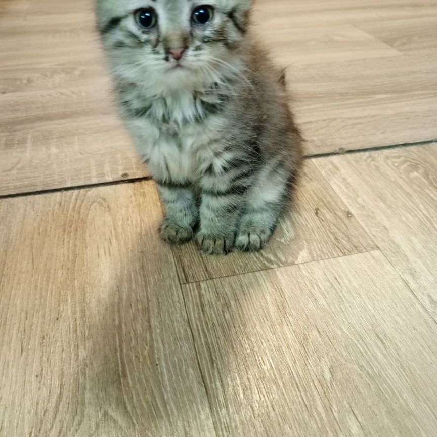 Дворовой кот