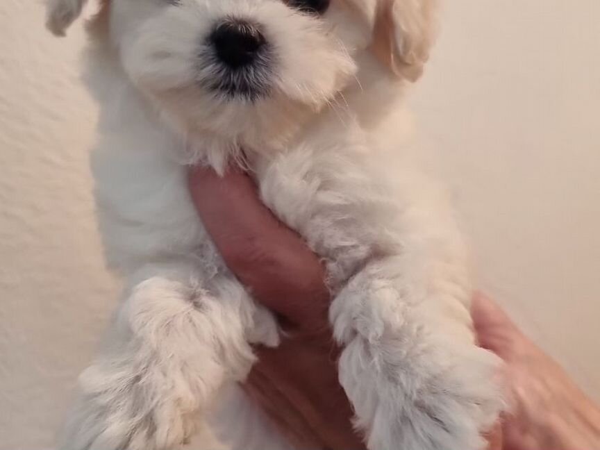 Щенки мальтипу f1 мини