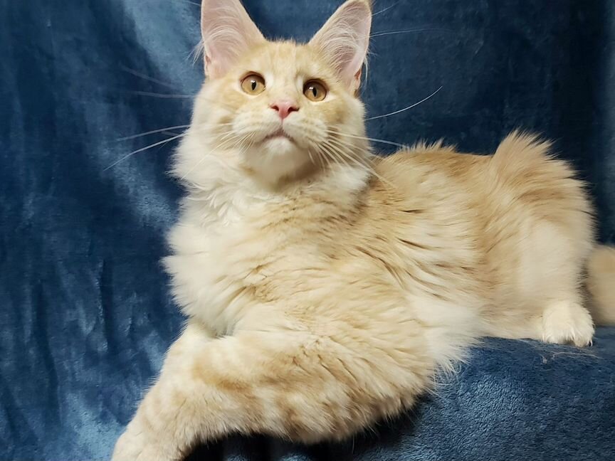 Котенок мейн-кун