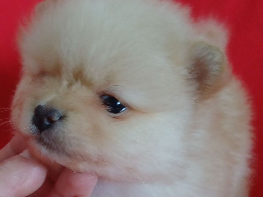 Померанский шпиц мини
