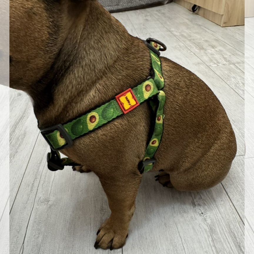 Шлейка для собаки