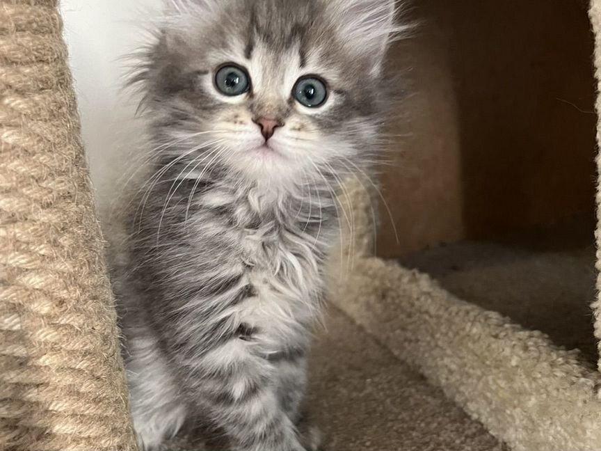 Голубые сибирские котята