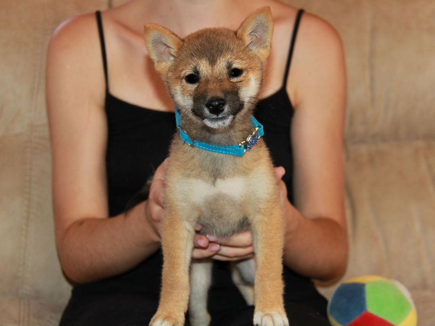 Сиба шиба ину, девочка