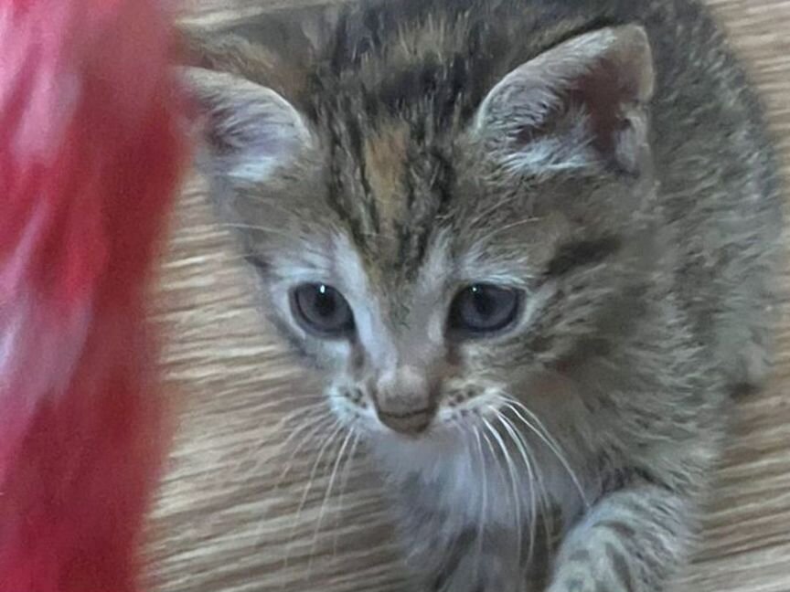 Котенок девочка 2 месяца в дар
