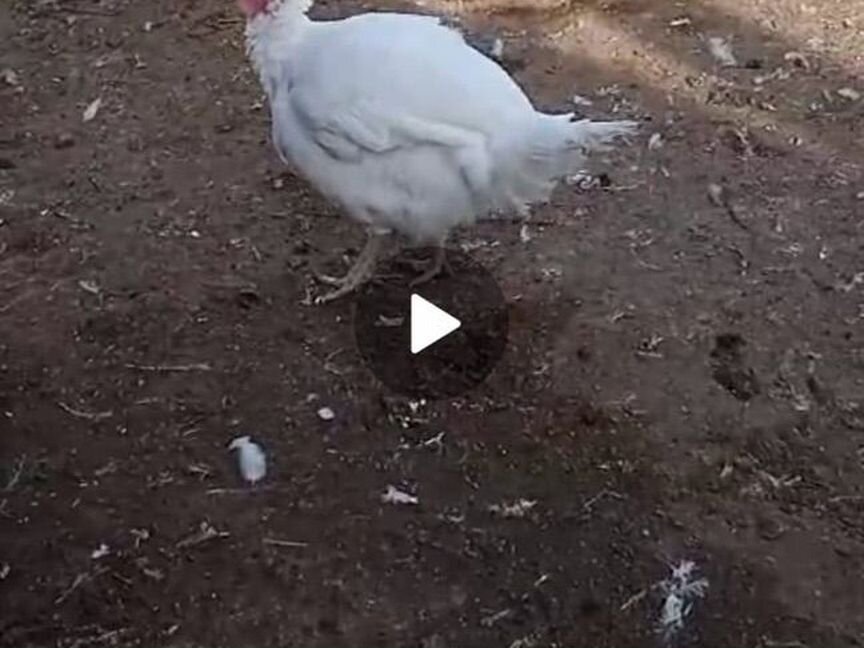 Индюки тушки