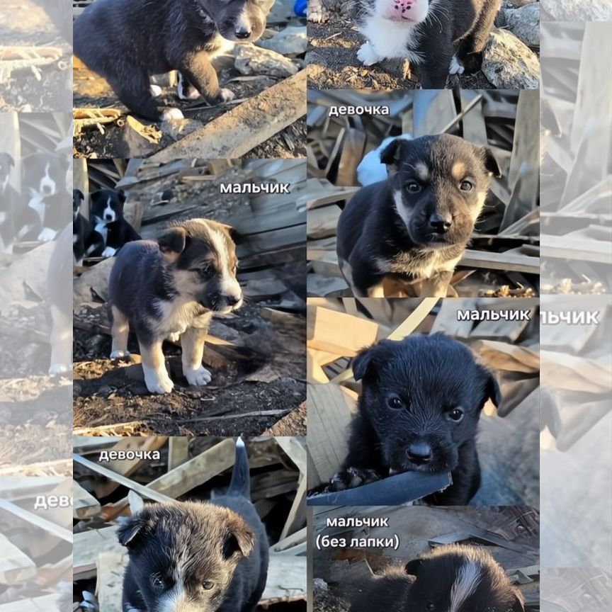 Щенок в добрые руки