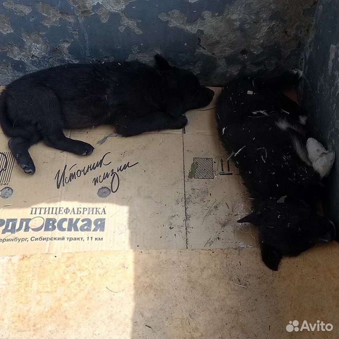 Эти две прекрасные девочки ищут дом любви и тепла