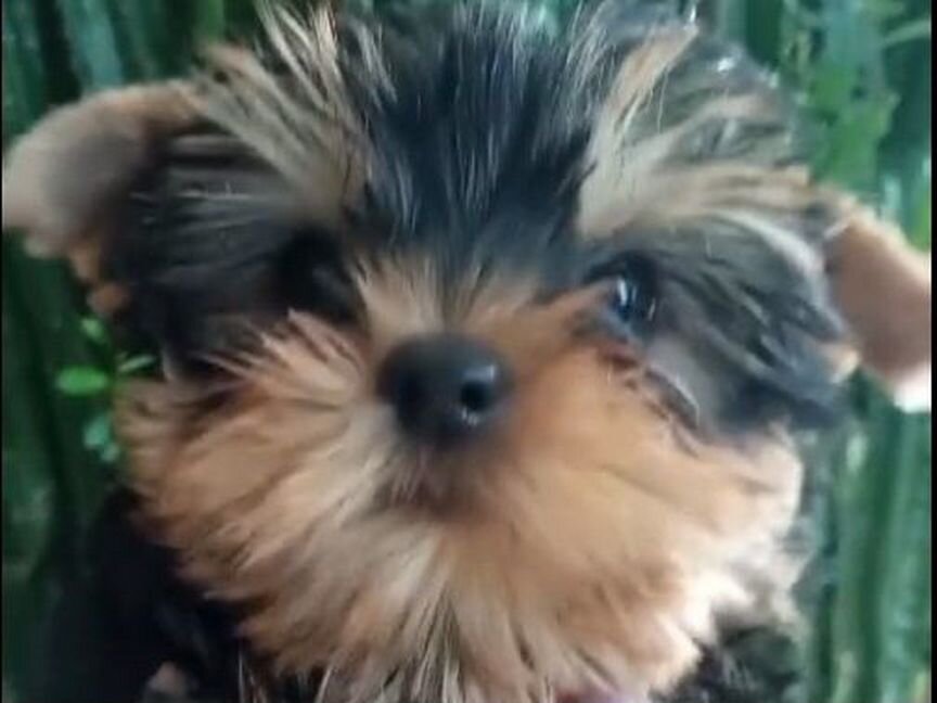 Миники мальчик и девочка йоркширский терьер