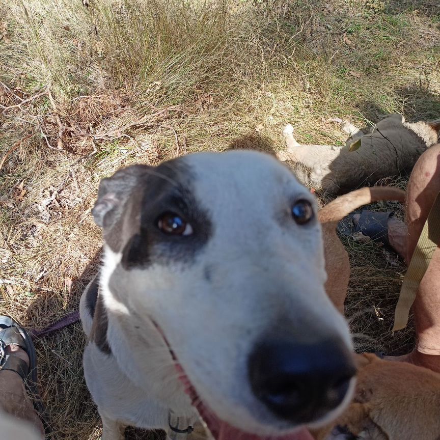 Собака в добрые руки отдам бесплатно