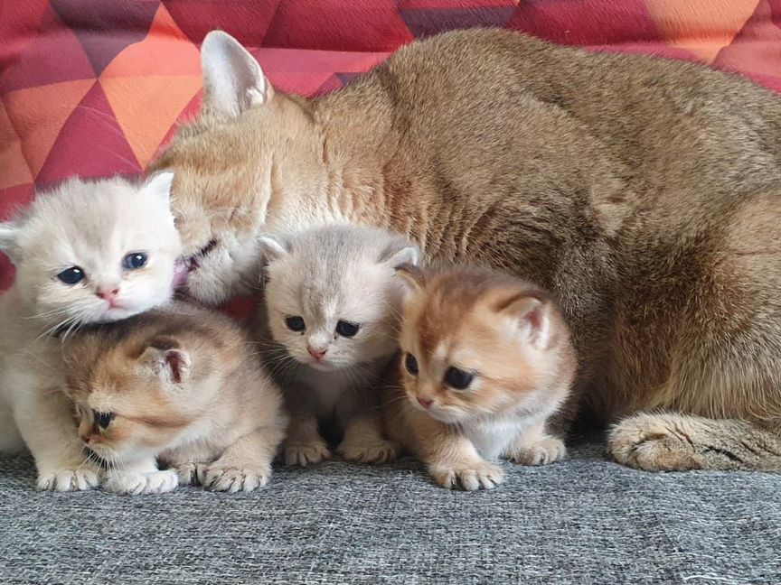 Британские котята золотая шиншилла