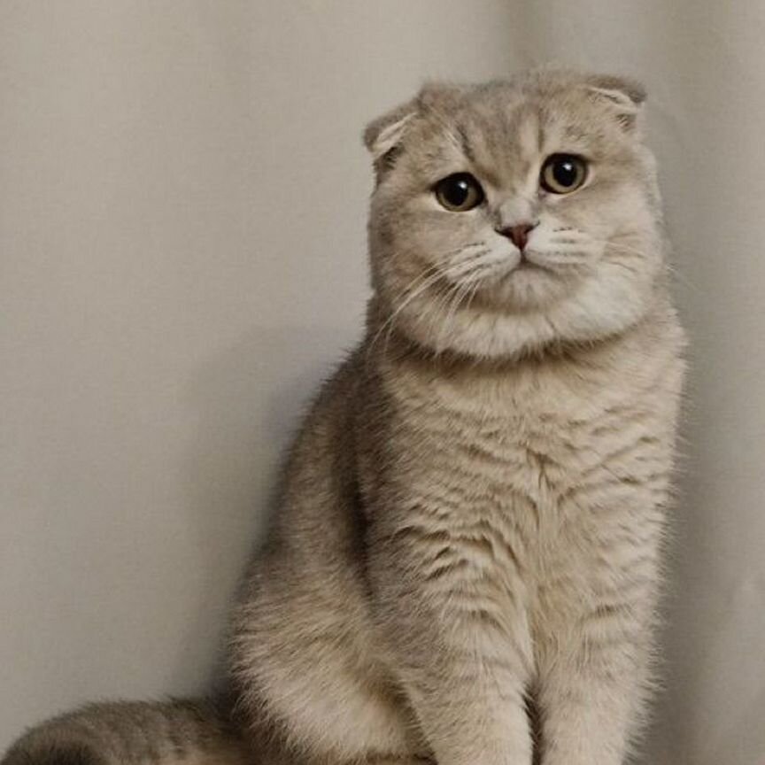 Вязка с шотландским котом