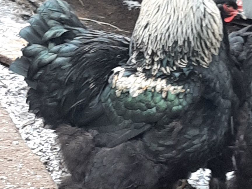 Петух Кохинкин