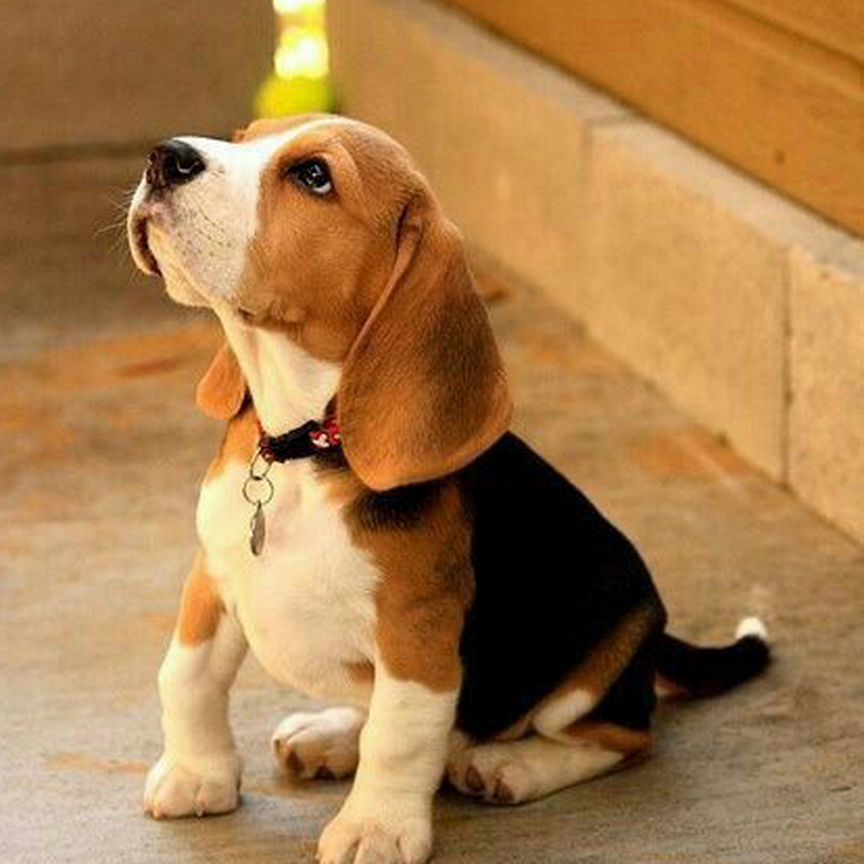 Бигль, щенок