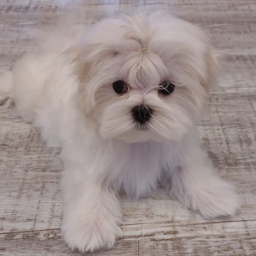 Мальтийская болонка, щенок