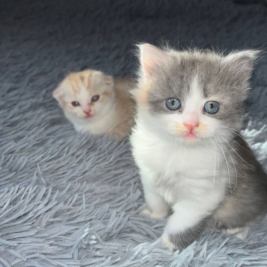 Шотландские вислоухие котята