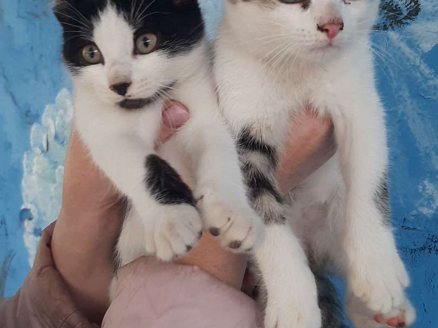 Замечательные котятки в добрые руки