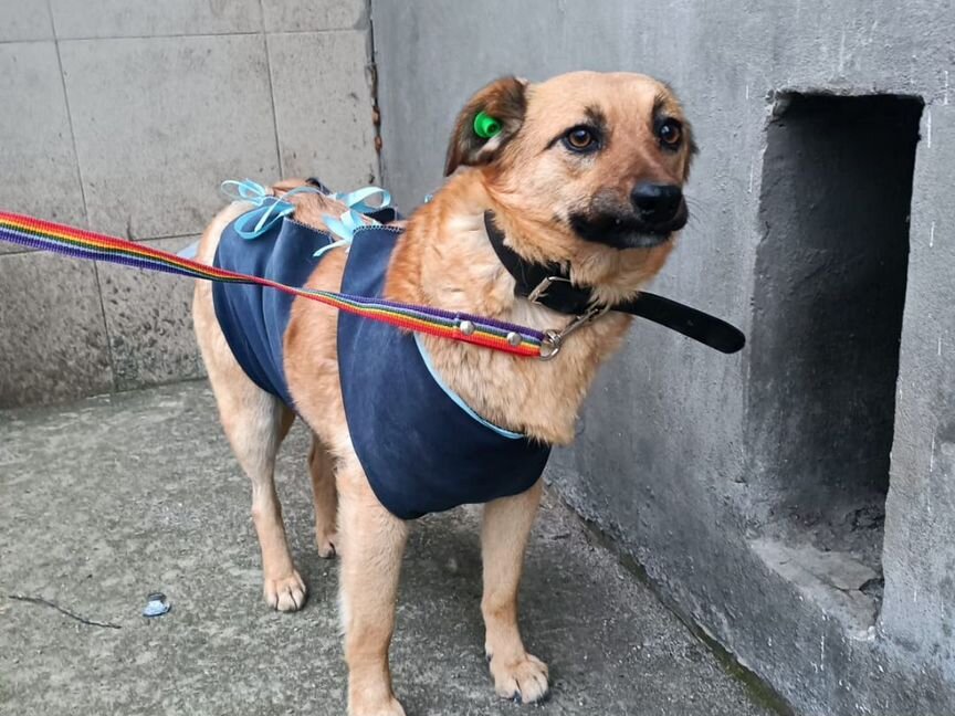 Стерильная Марта ищет дом