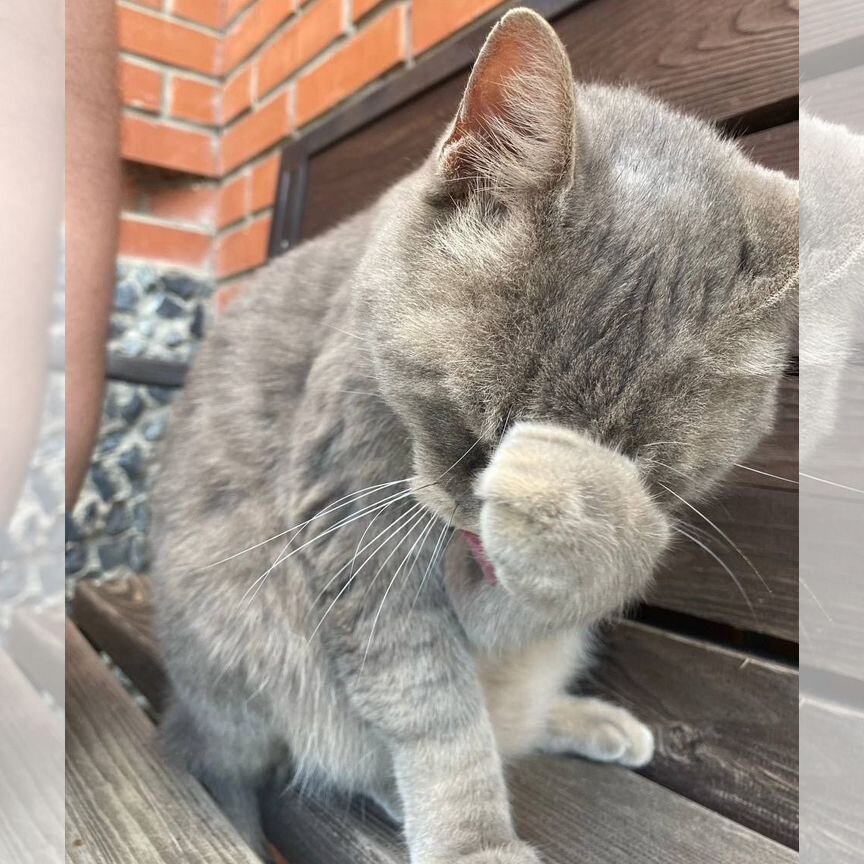 Отдам кота в добрые руки