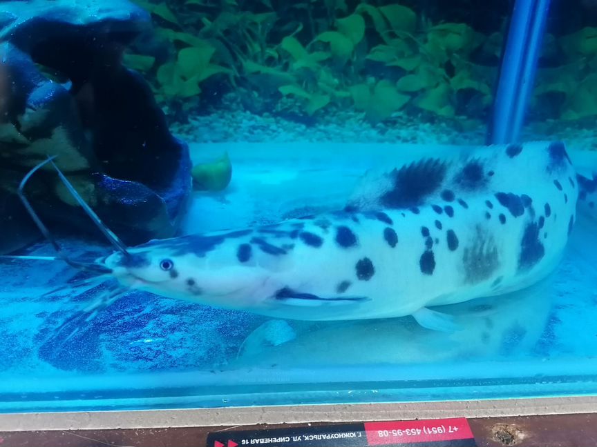 Живая рыба сом