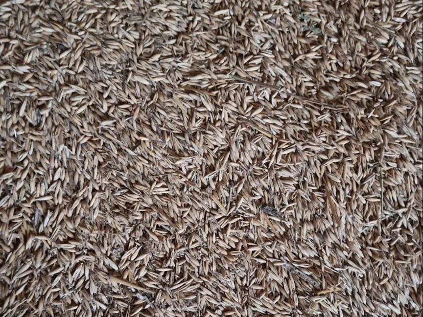 Кормовая кукуруза, Семечко на корм