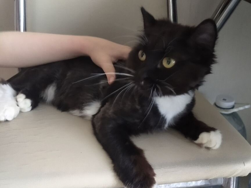 Котик (8 мес-1)