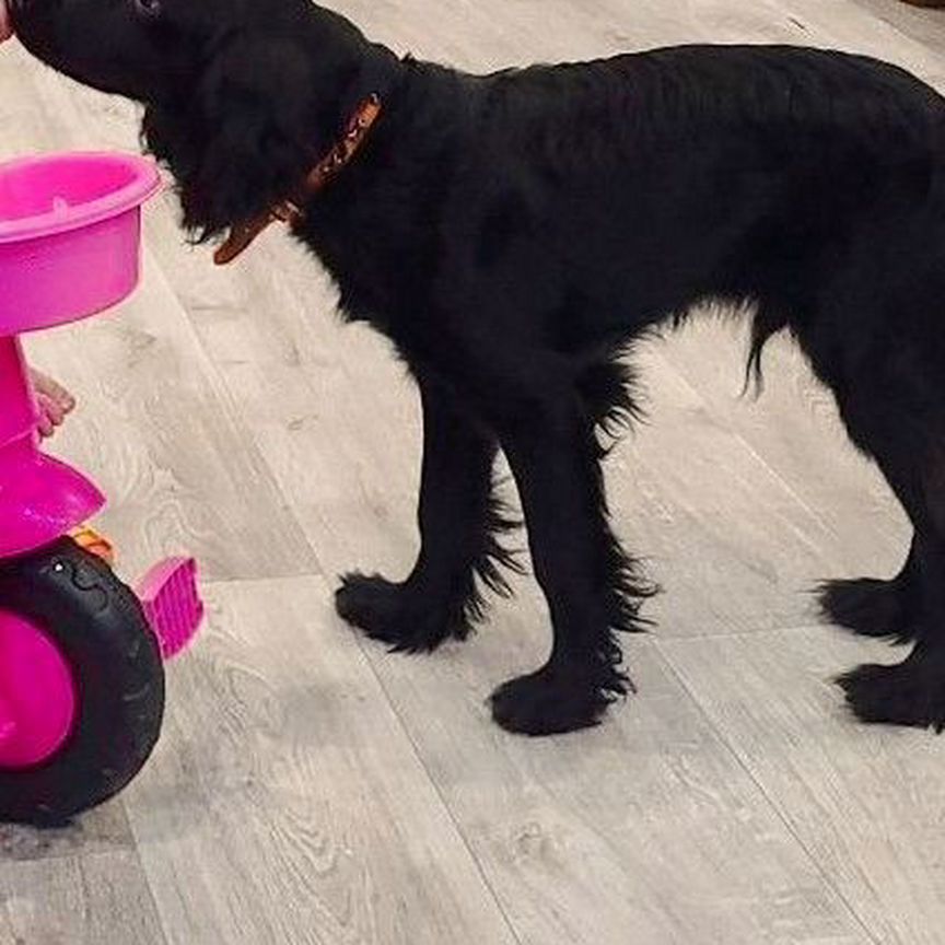 Русский спаниель