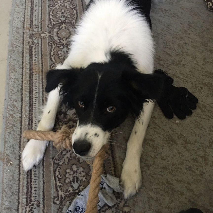 Игрушка доя собак канат