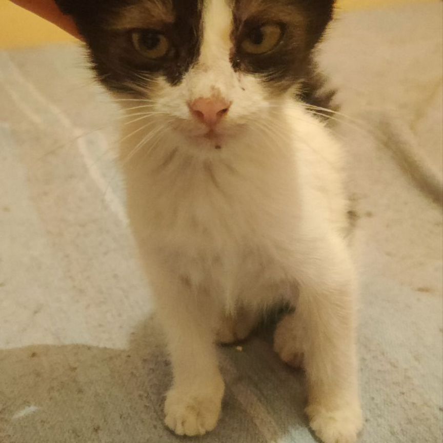 Ищем новых хозяев для малышек