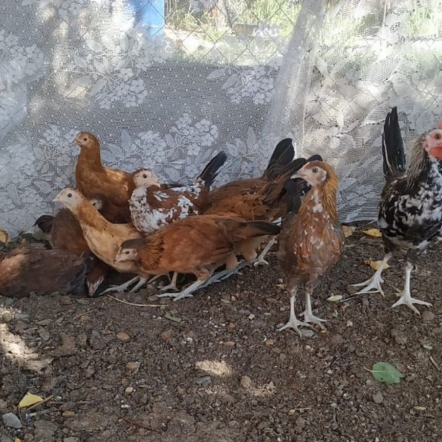 Куры карликовые Бентамки