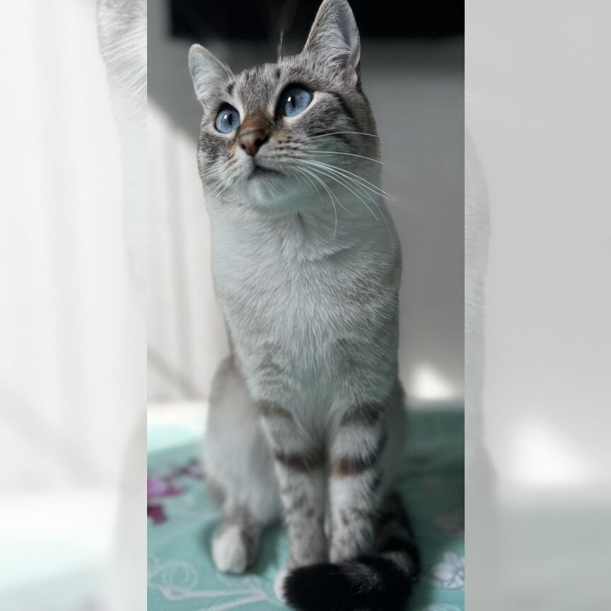 Кошка
