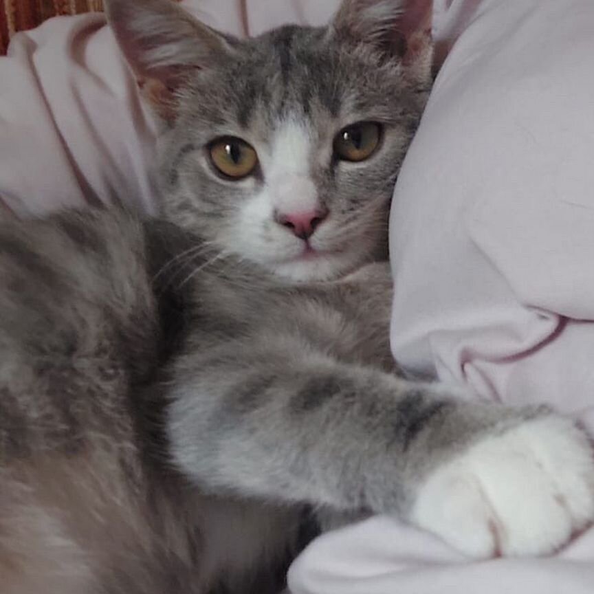 Сима, 4 мес
