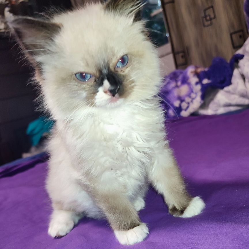 Рэгдолл котёнок