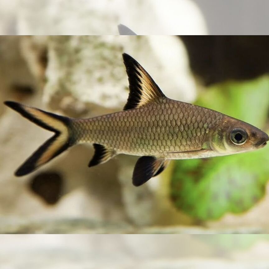 Акулий балу, цена за 3 рыбки