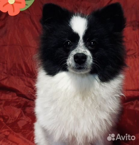 Малый шпиц, кобель