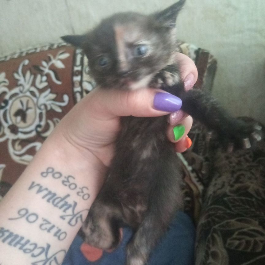 Отдам в добрые руки
