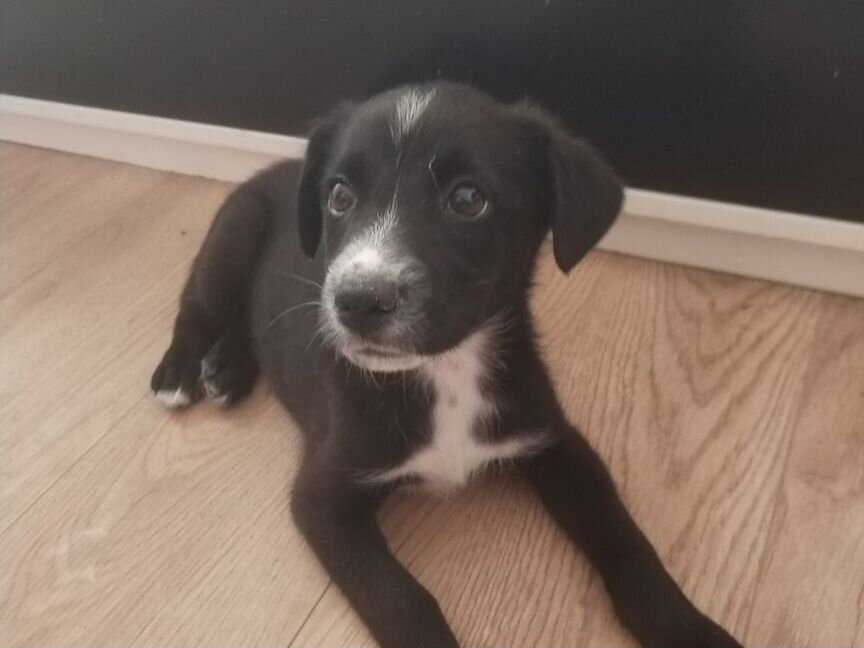 Щенок в добрые руки бесплатно