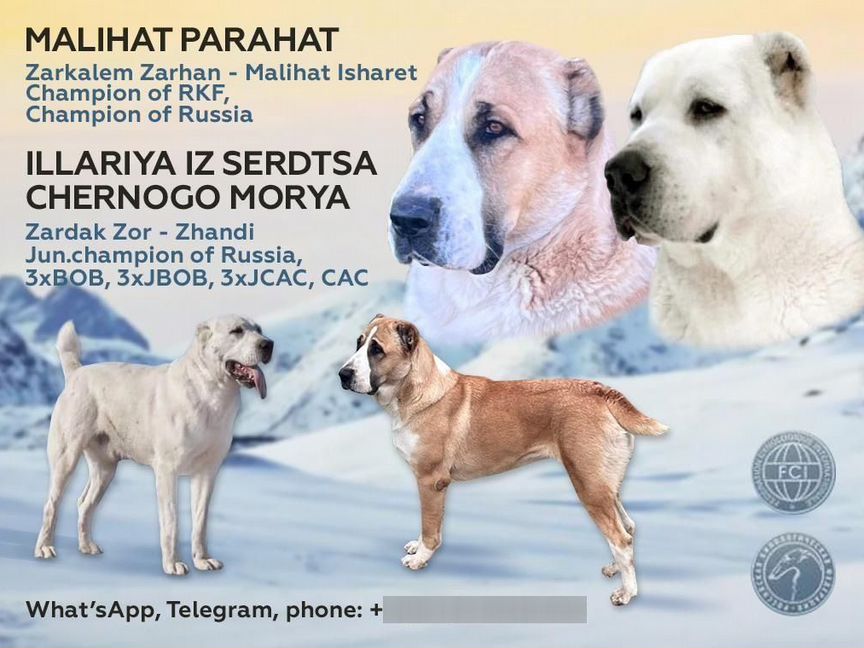 Среднеазиатская овчарка