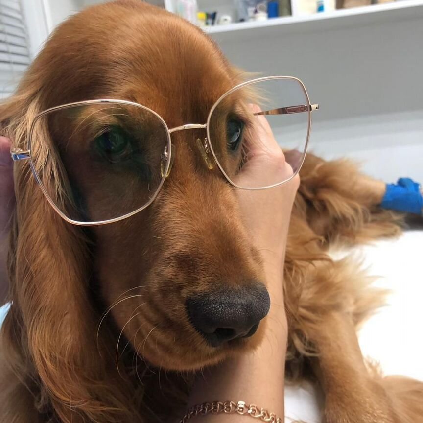 Кобель на случку