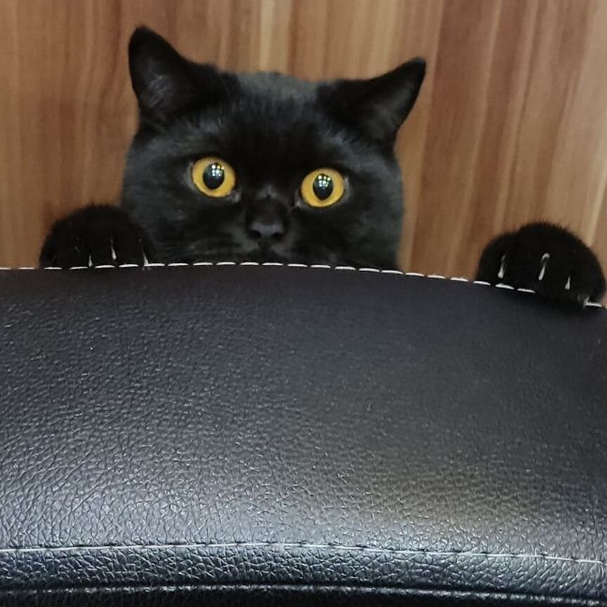 Шотландская кошка вязка. Талнах